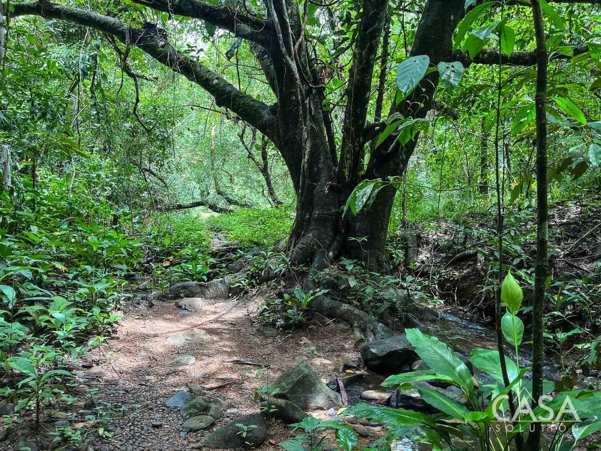 4 hectares of reforested land near Las Lajas Beach, Chiriquí - Homes ...